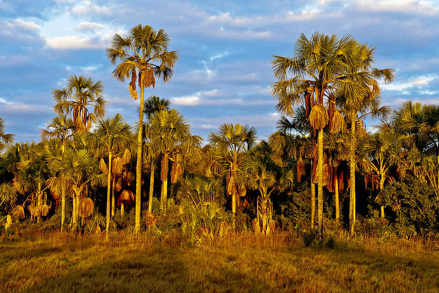 WWF-Brasil destaca a riqueza invisível do Cerrado | WWF Brasil