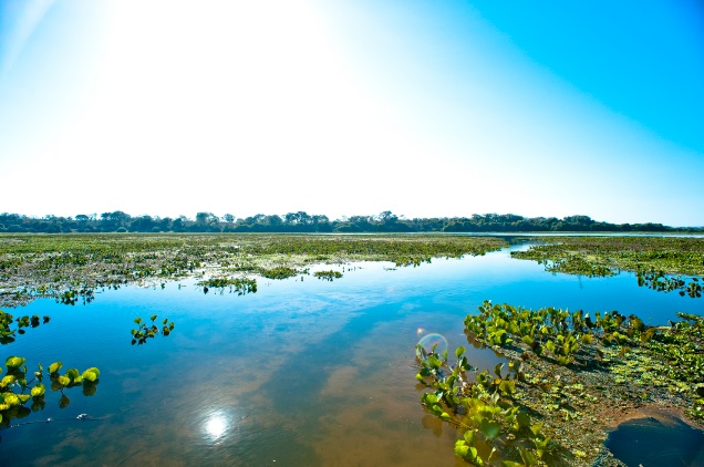 2nd February: World Wetlands Day | WWF Brasil