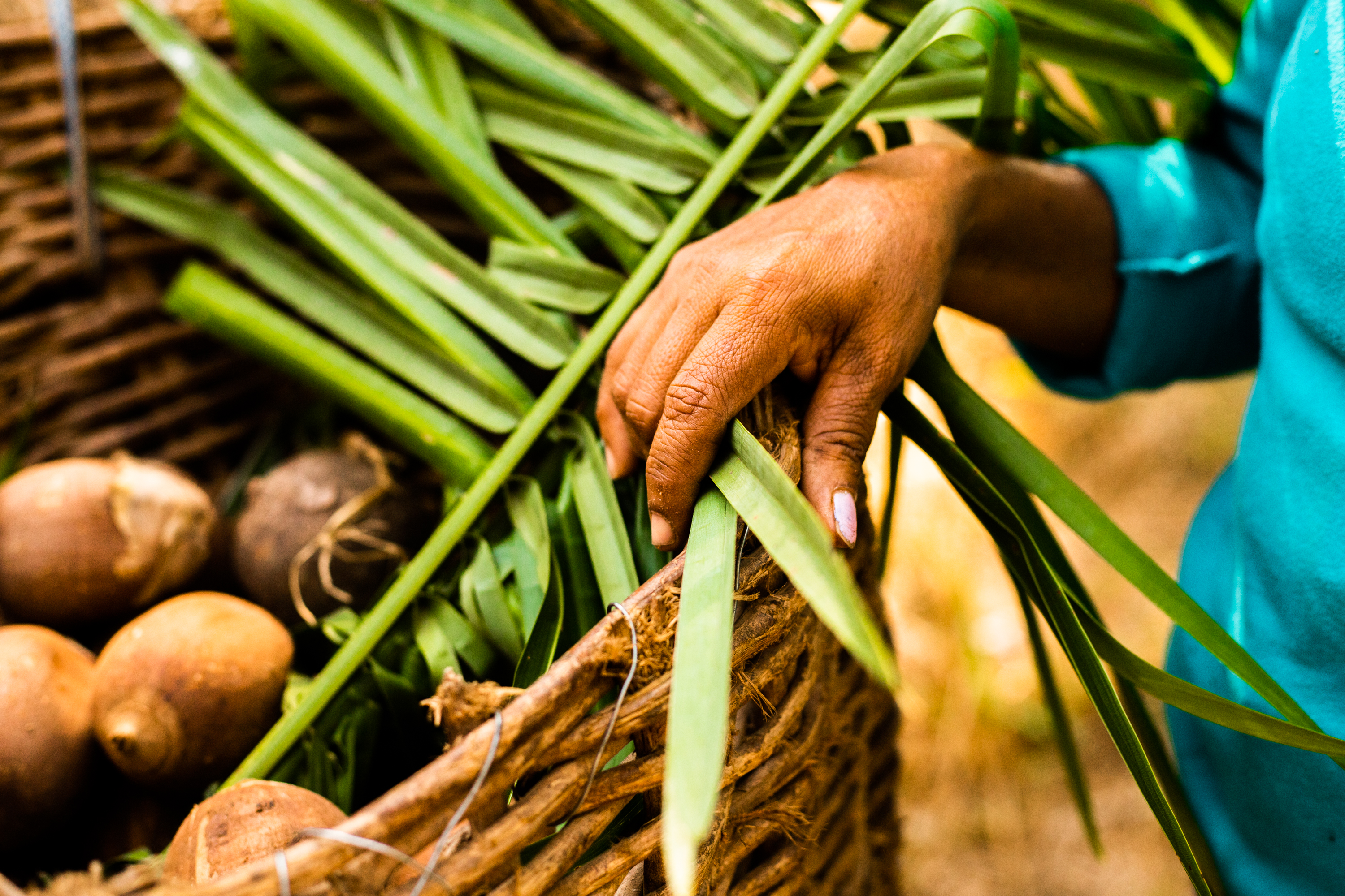 O coco babaçu e os negócios pela sociobiodiversidade | WWF Brasil