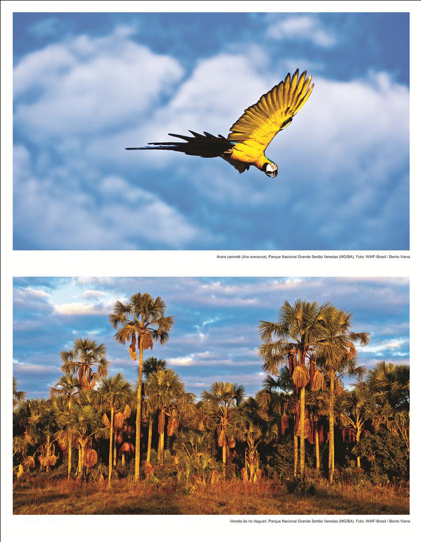 Redescubra o Cerrado no metrô de São Paulo | WWF Brasil